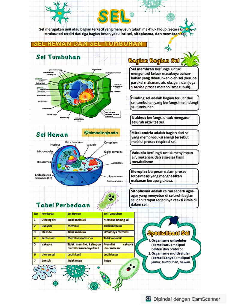 Sel Hewan Dan Sel Tumbuhan | PDF