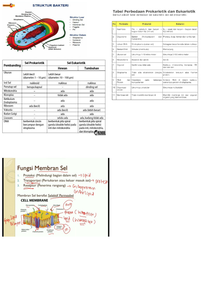 Perbedaan Sel Prokariotik Dan Eukariotik Pdf