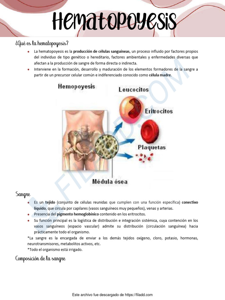 HEMATOPOYESIS | PDF | Sangre | Hematopoyesis