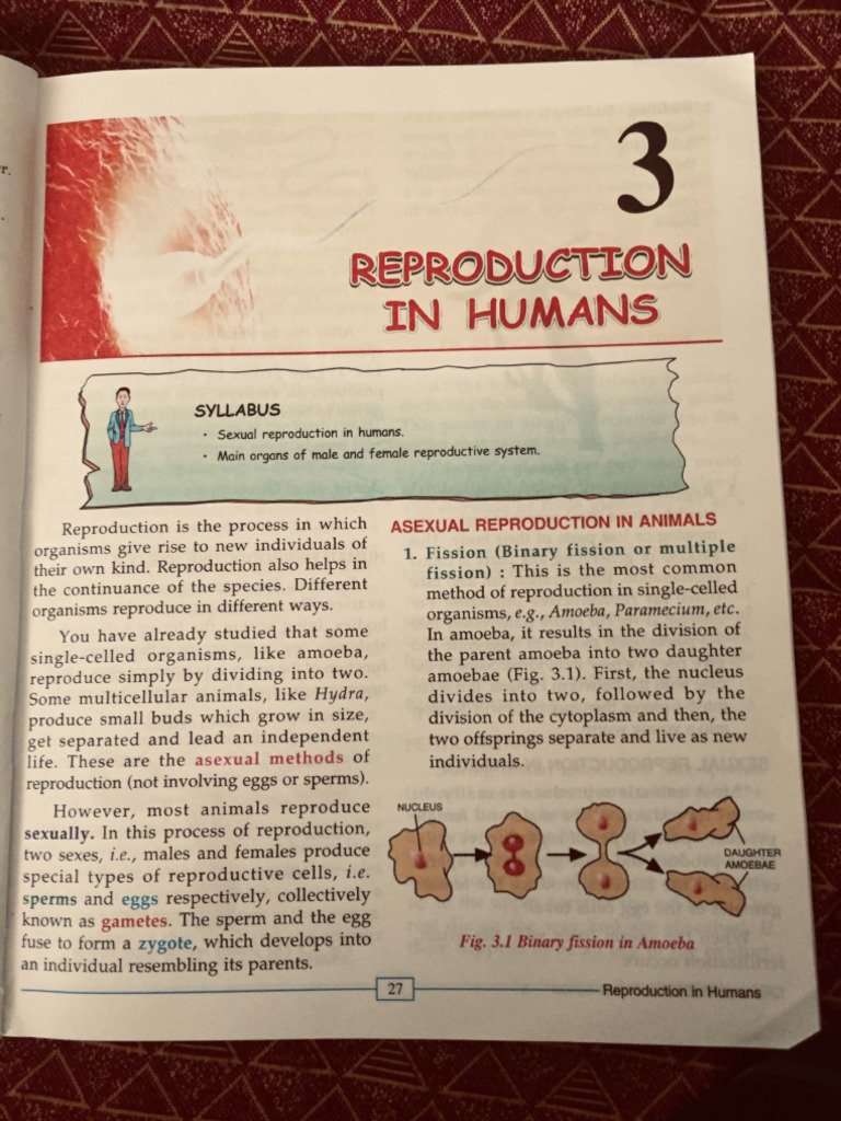 Bio - Reproduction in Humans | PDF | Sexual Reproduction | Reproduction