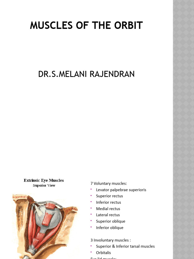 Extraocular MusclesMR NERVES of ORBIT | PDF | Human Anatomy | Nervous ...