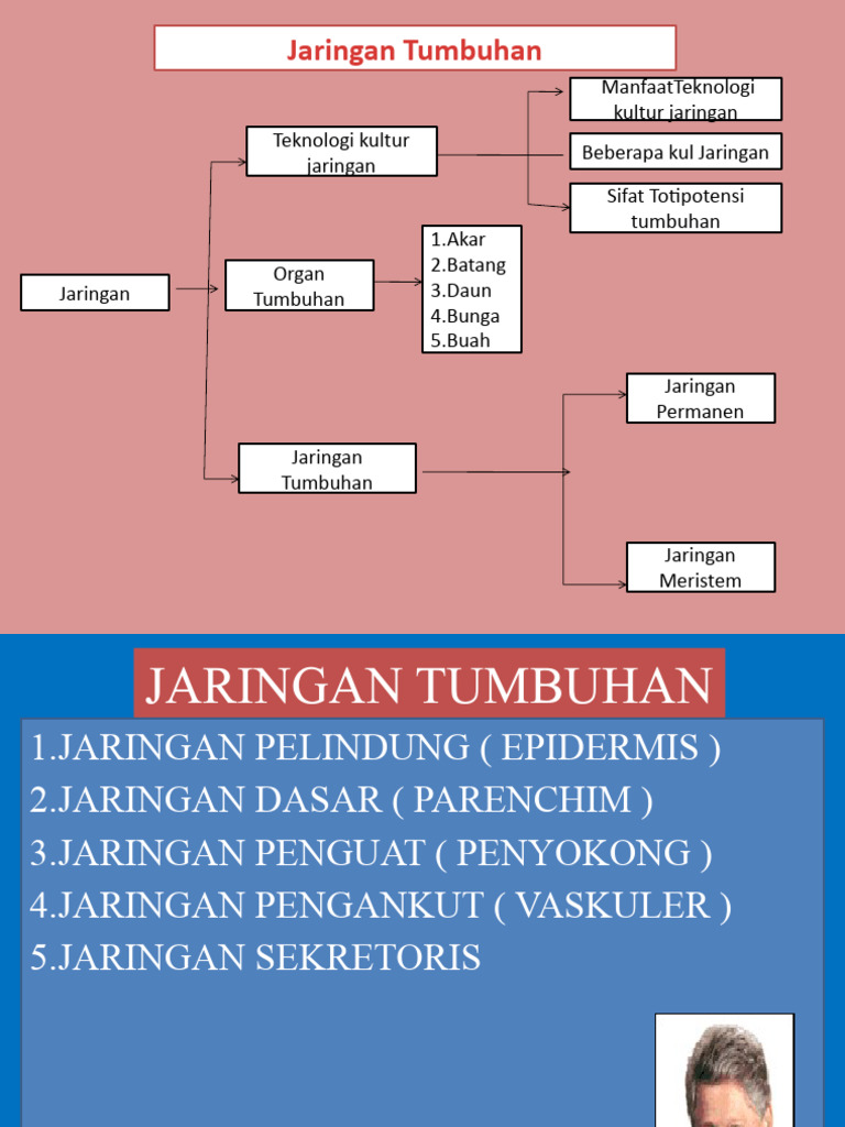 2.jaringan Tumbuhan (2) | PDF | Kesehatan Holistik | Sains & Matematika