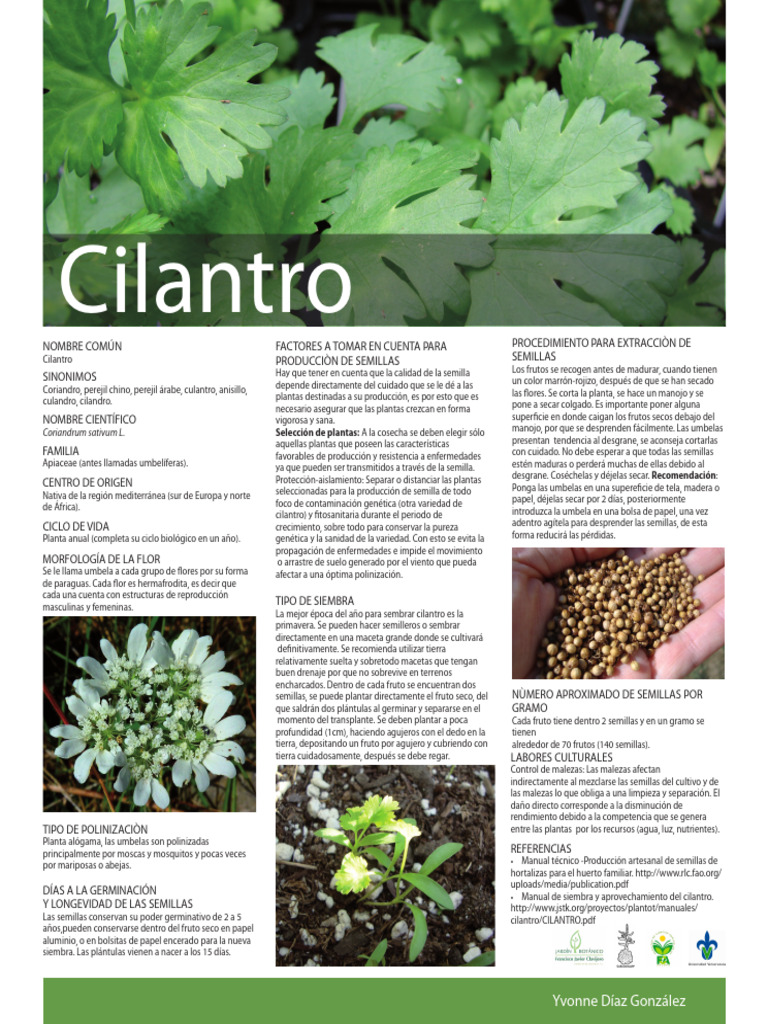 Cultivo y cuidado del cilantro | PDF | Cilantro | Horticultura