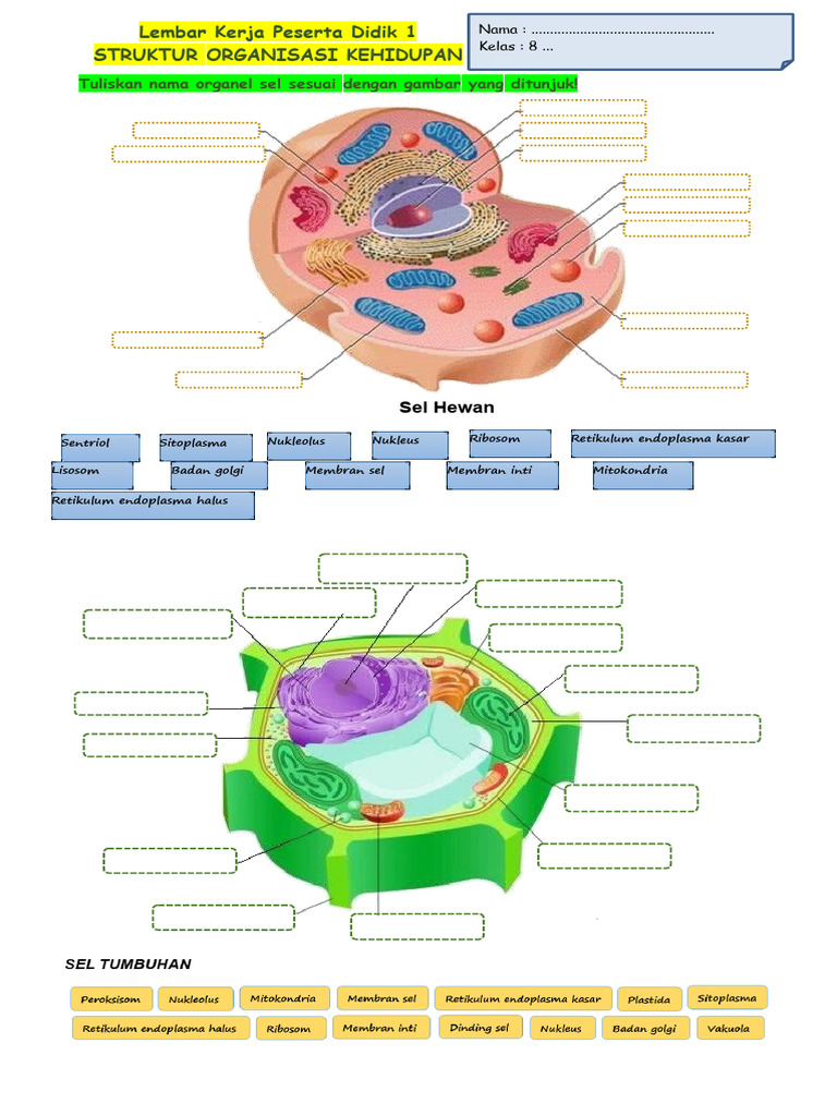 Struktur dan Fungsi Organel Sel | PDF