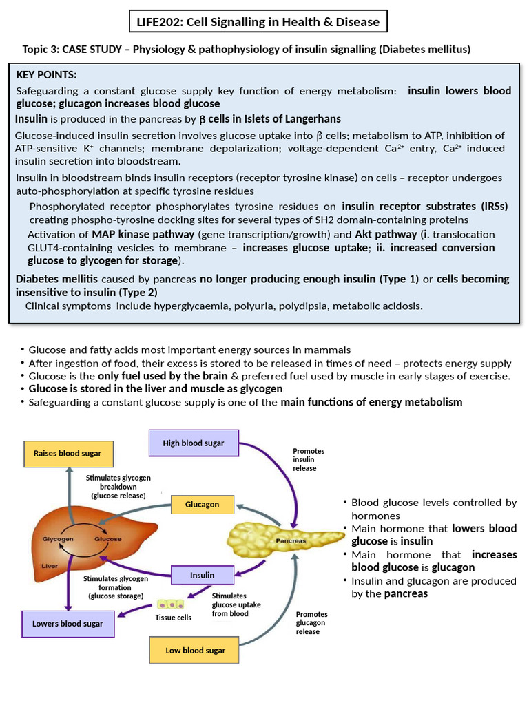 Lecture 3 NOTES Diabetes - Tagged | PDF | Diabetes | Insulin