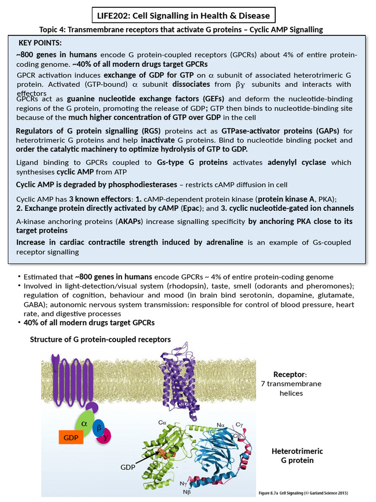 GPCRs and Cyclic AMP Signaling Explained | PDF | Cell Signaling ...