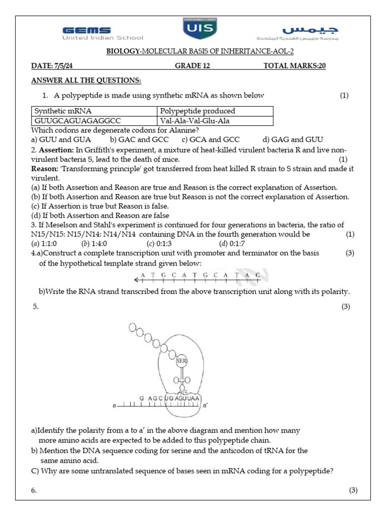 2.QP Aol - Molecular Basis of Inheritance | PDF | Gene | Genetic Code