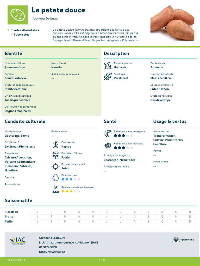 Fiche - La Culture de La Patate Douce | PDF | Patate douce | Pomme de terre
