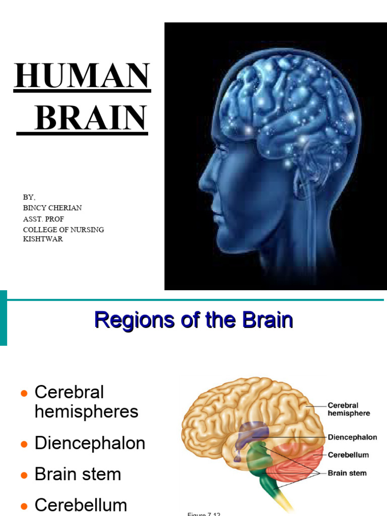 Human Brain | PDF | Cerebrum | Cerebral Cortex
