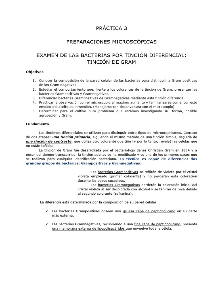 Práct 3 TINCIÓN DE GRAM | PDF | Bacterias Gram-negativo | Bacterias Gram Positivas