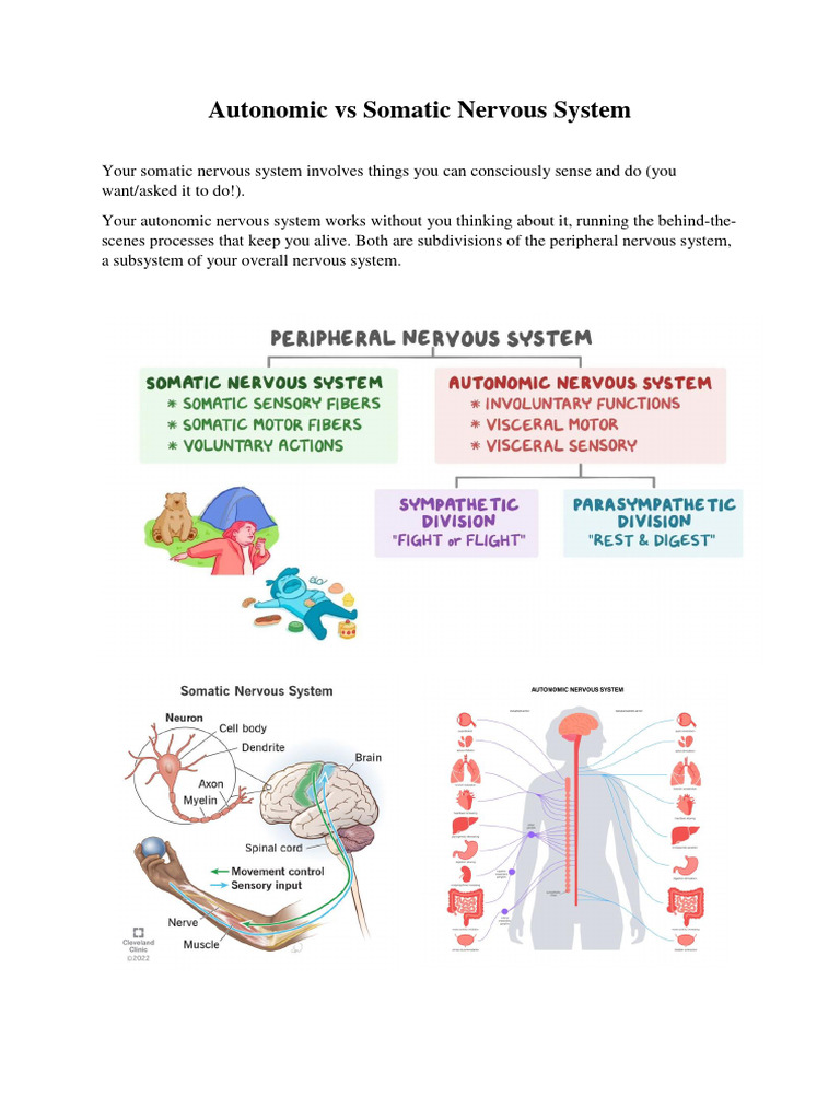 Autonomic Vs Somatic Nervous System | PDF | Computers