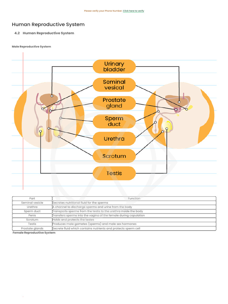 Human Reproductive System | PDF | Reproductive System | Human Reproduction