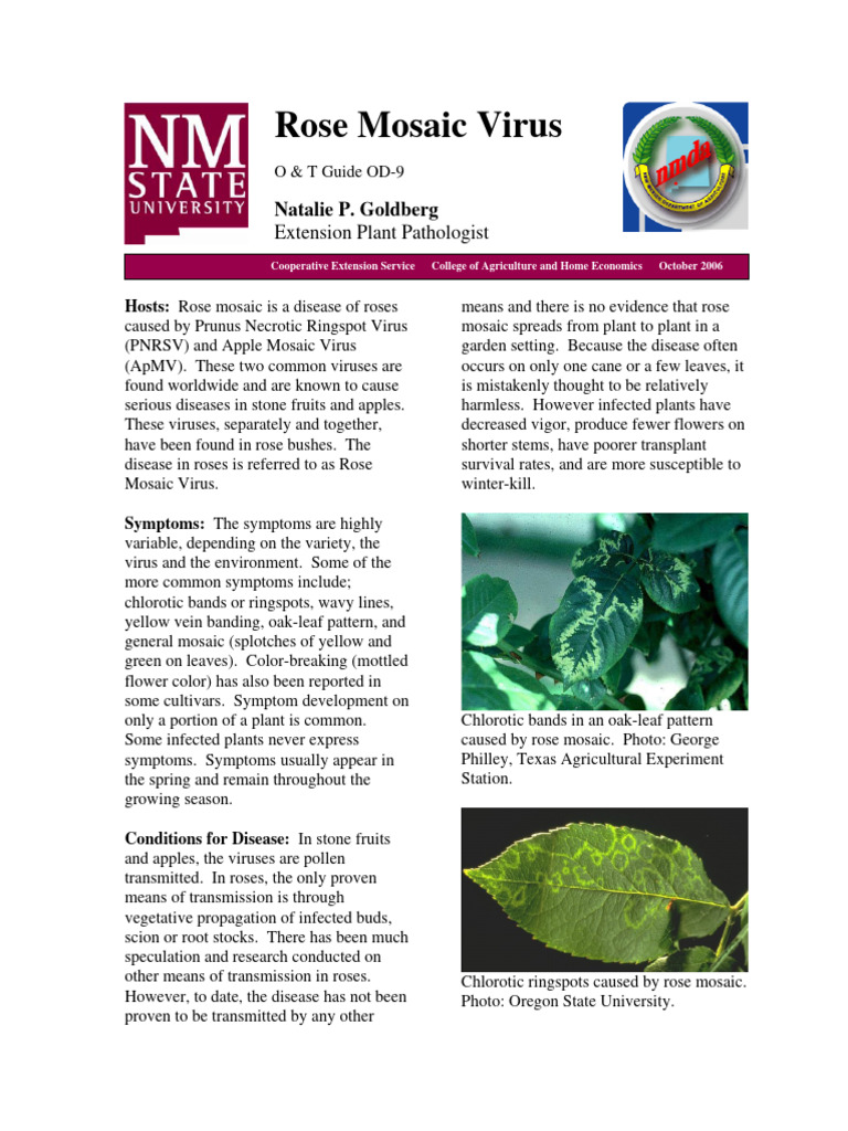 Understanding Rose Mosaic Virus Symptoms | PDF | Virus | Botany
