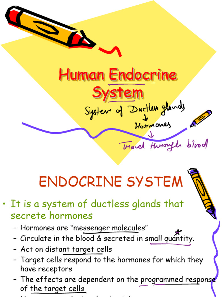 Human Endocrine System Pdf Endocrine System Adrenal Gland