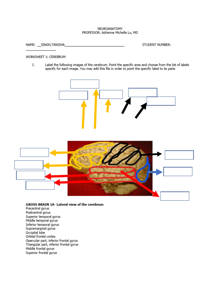 Worksheet 1 Cerebrum | PDF