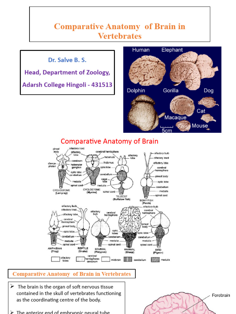 Comparative Anatomy of Brain in Vertebrates | PDF | Cerebrum | Brain