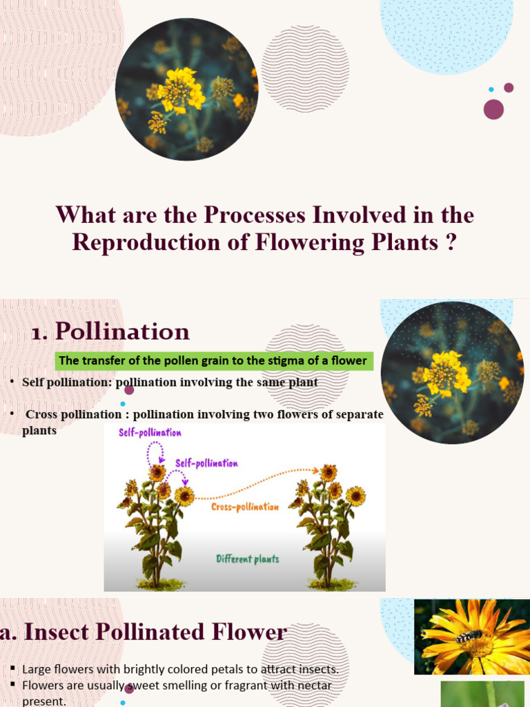 Processes Involved in The Reproduction | PDF | Flowers | Pollination