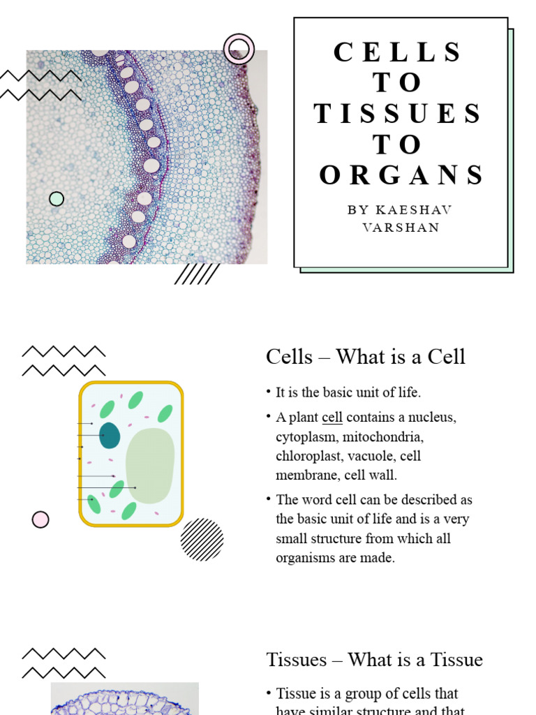 Cells To Tissues To Organs | PDF | Self-Improvement | Science & Mathematics