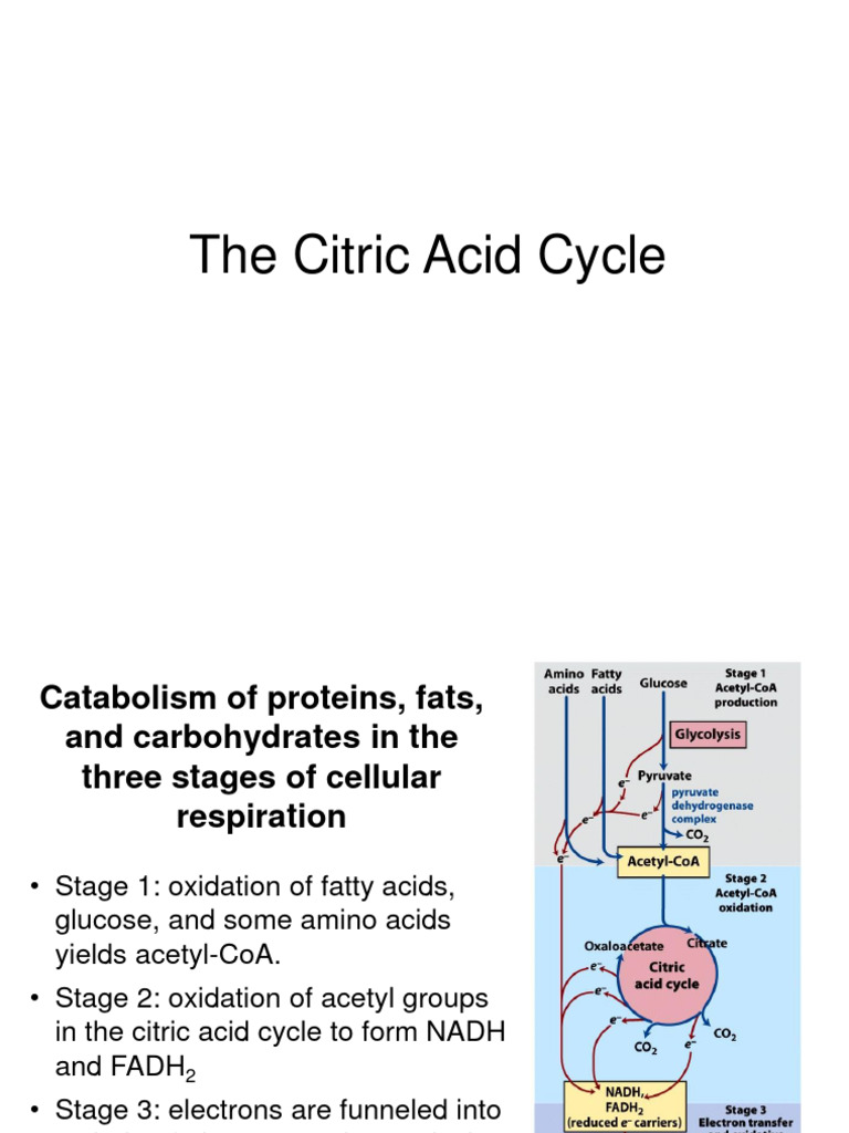 04_Citric_acid_cycle | PDF | Diet & Nutrition | Chemistry