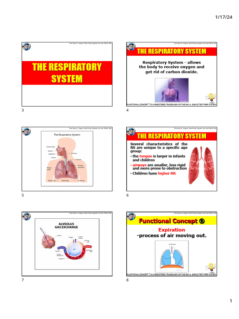 17 2024 NLE Respi Handouts | PDF | Lung | Respiratory Tract
