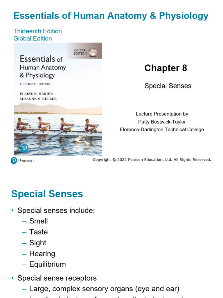 Chapter 8 Special Senses | PDF | Ear | Visual System