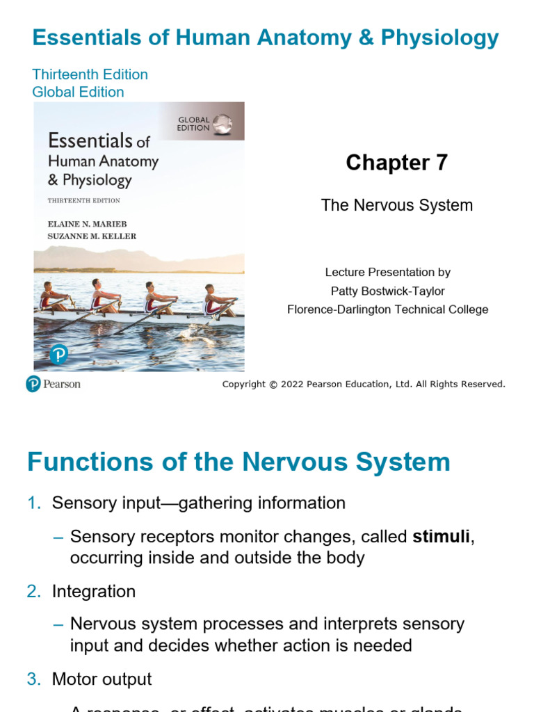 Chapter 7 Nervous Sytem | PDF | Action Potential | Synapse