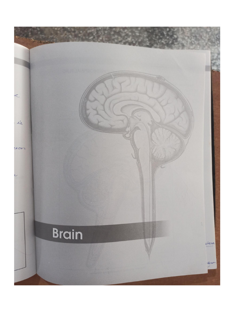 Brain | PDF