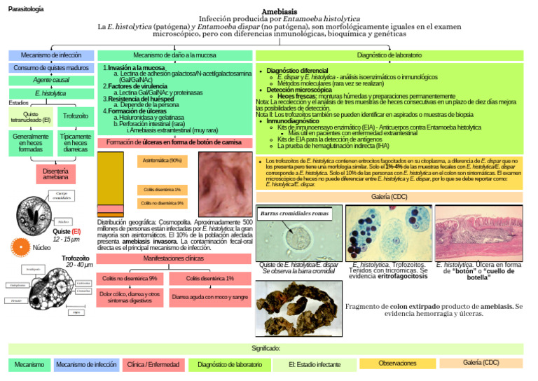 Amebiasis | PDF | Enfermedades y trastornos | Causas de la muerte