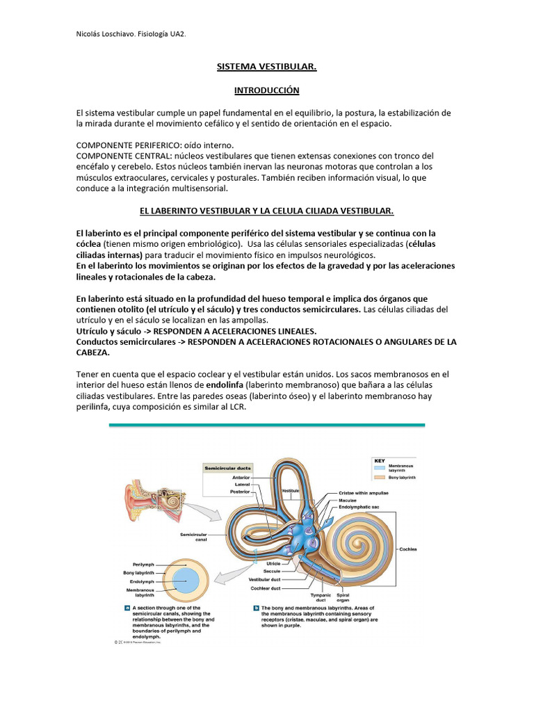 Vestibular - Fisiologia. | PDF | Neurociencia | Anatomía