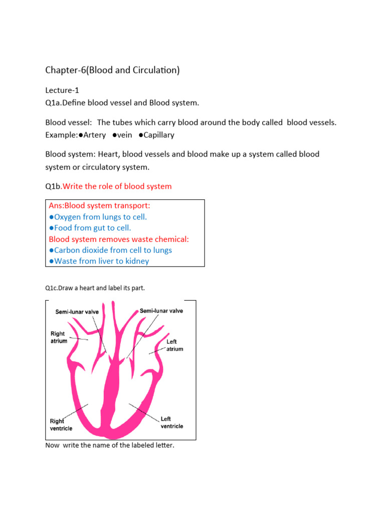Chapter-6 (Blood and Circulation) | PDF | Artery | Heart