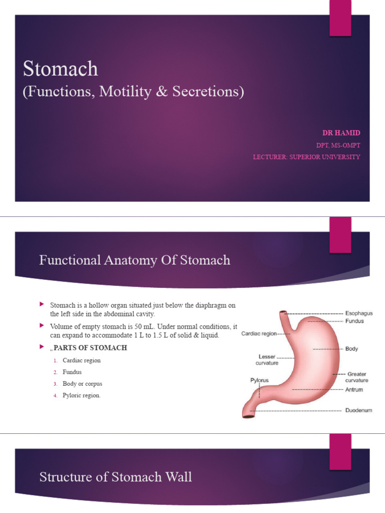 Stomach | PDF | Stomach | Digestion