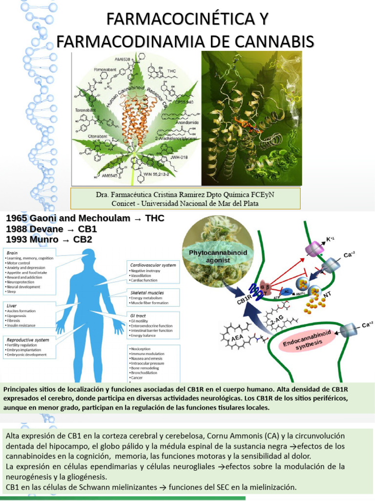 Clase Farmacologia de Cannabis | PDF | Tetrahidrocannabinol | Serotonina