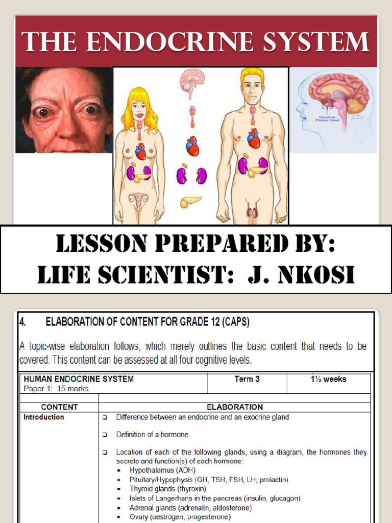 Endocrine System Study Guide | PDF | Adrenal Gland | Hormone