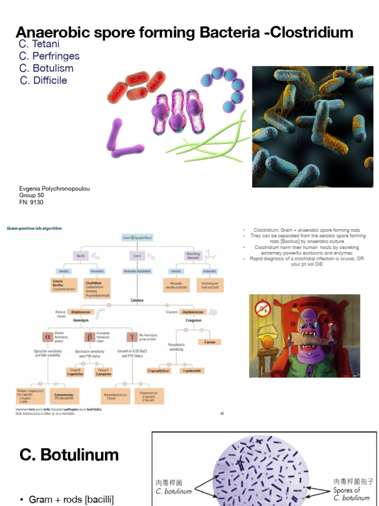 Clostridium Presentation | PDF | Botulinum Toxin | Biology