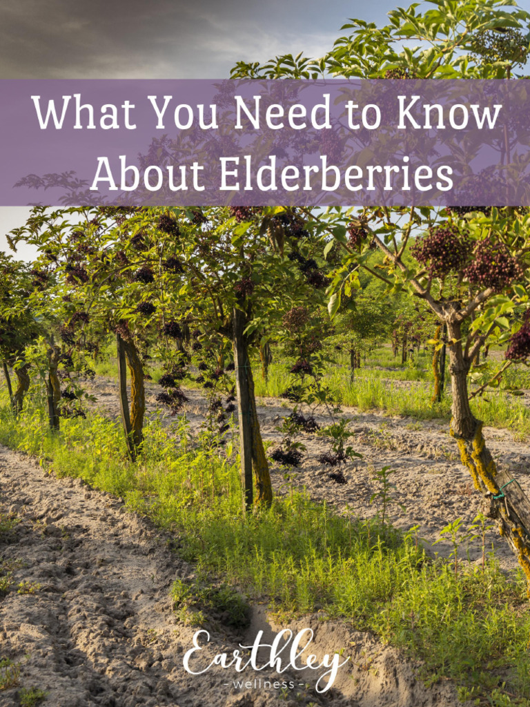 Elerberry - What You Need To Know About Elderberries FINAL | PDF