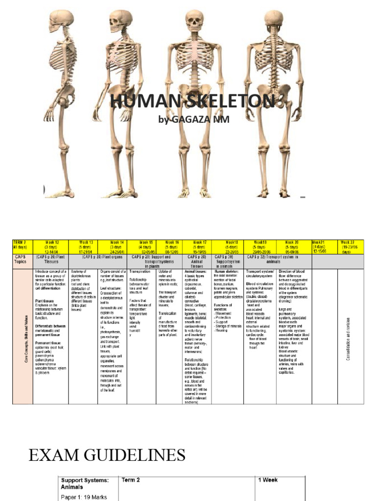 Human Skeleton | PDF | Vertebral Column | Skeleton