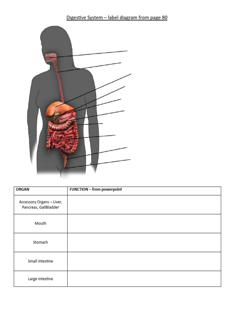 Digestive System Worksheet | PDF | Science & Mathematics