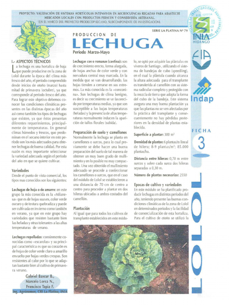 Lechuga | PDF | Lechuga | Botánica