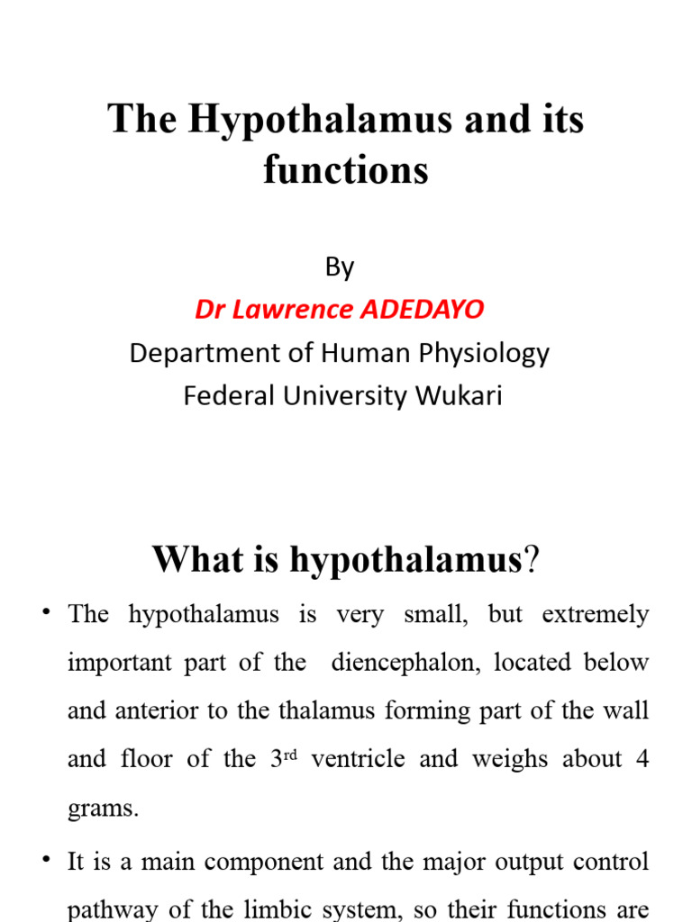 The Hypothalamus and Their Functions | PDF | Hypothalamus | Thalamus
