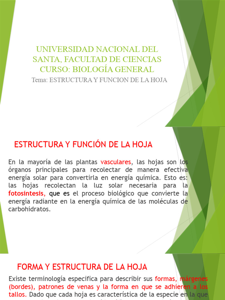 Clase 6 Estructura y Funcion de La Hoja | PDF | Hoja | Fotosíntesis Clase 6 Estructura y Funcion de La Hoja | PDF | Hoja | Fotosíntesis