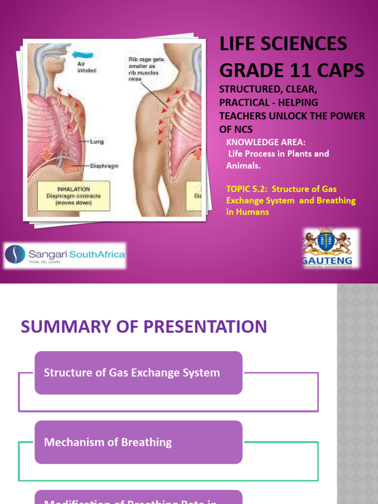 Gas Exchange Structures in Humans | PDF | Lung | Breathing