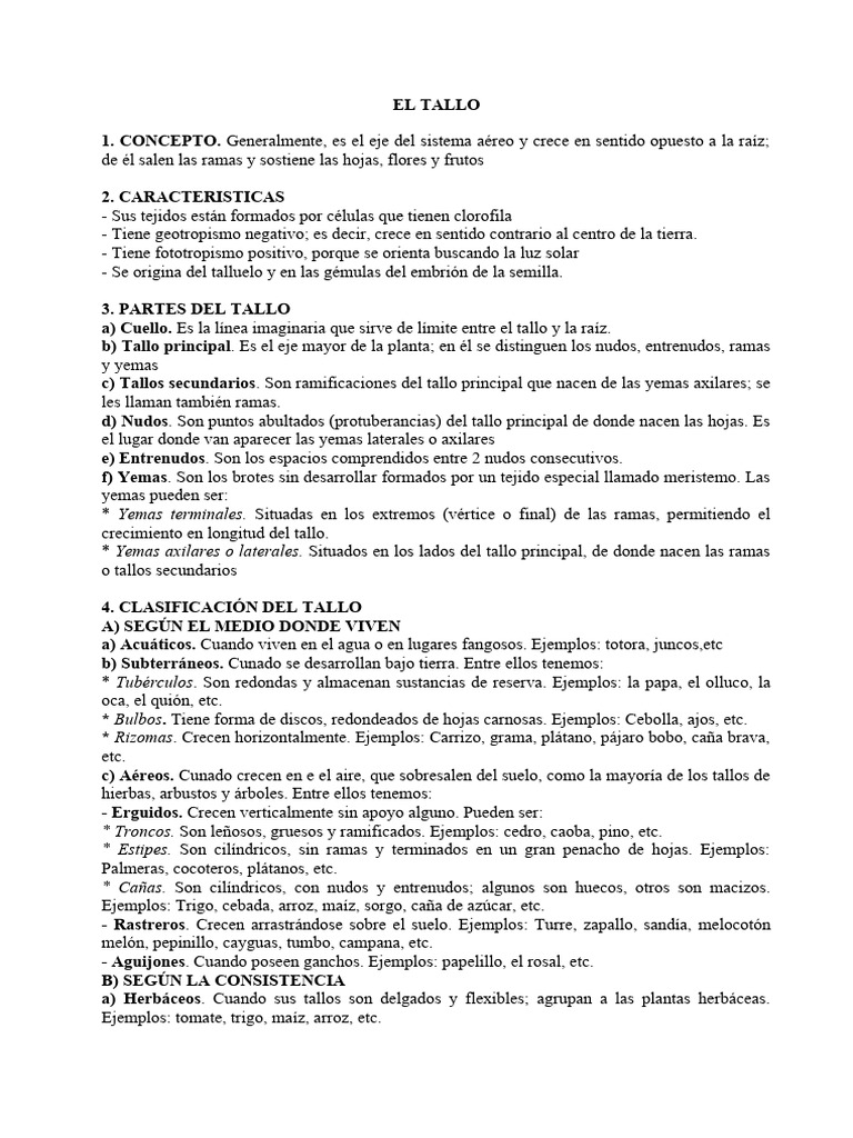 Estructura y Funciones del Tallo | PDF | Tallo de la planta | Raíz