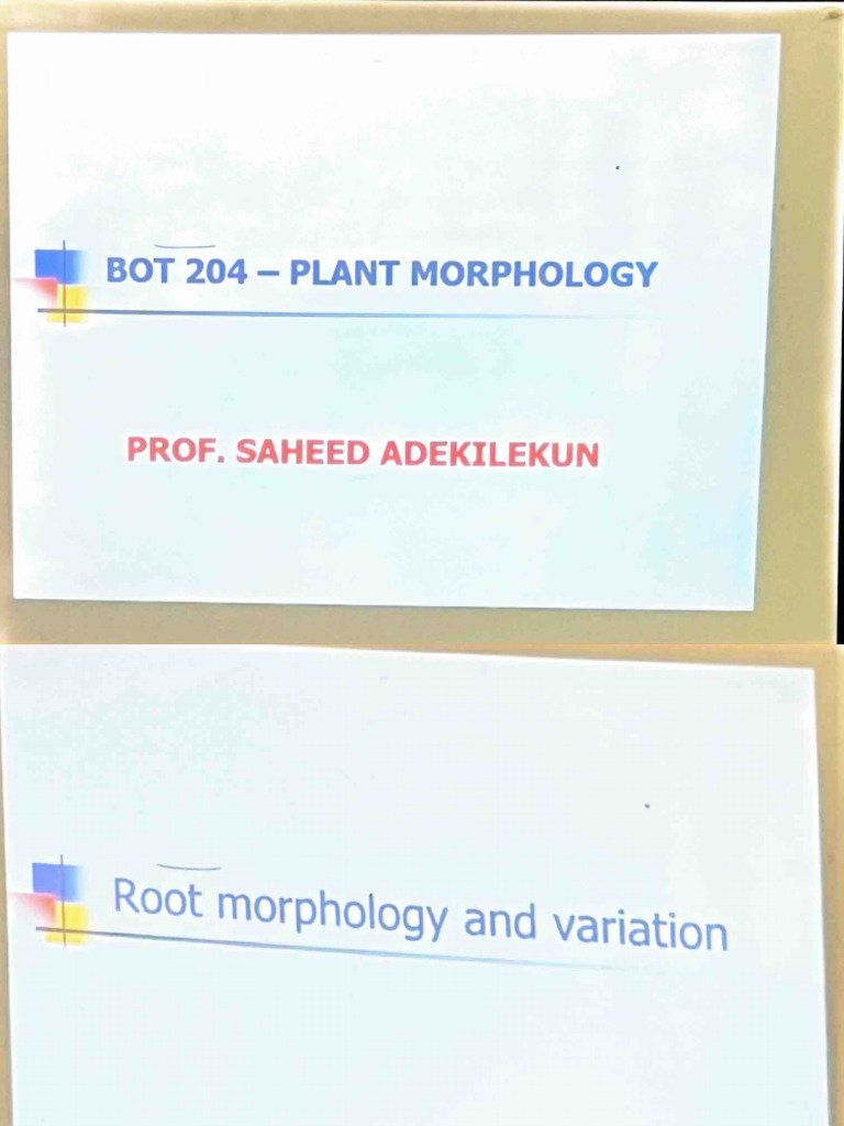 a.ROOT MORPHOLOGY Prof Saheed | PDF | Plants | Botany