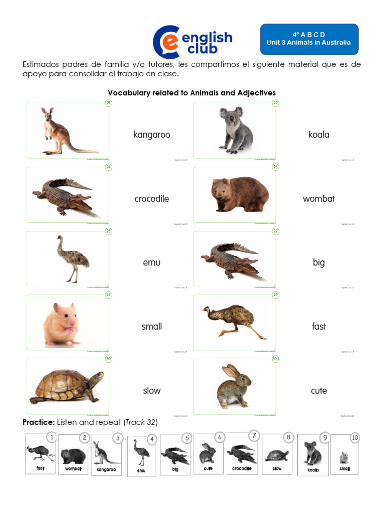 Animal Vocabulary and Adjectives Guide | PDF | Marsupials | Zoology