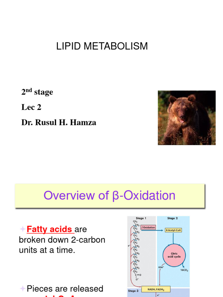 Lipid | PDF