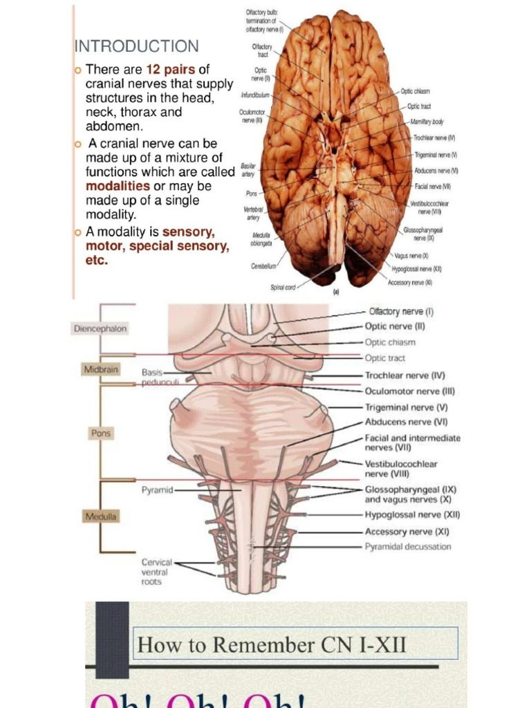 Cranial Nerves | PDF