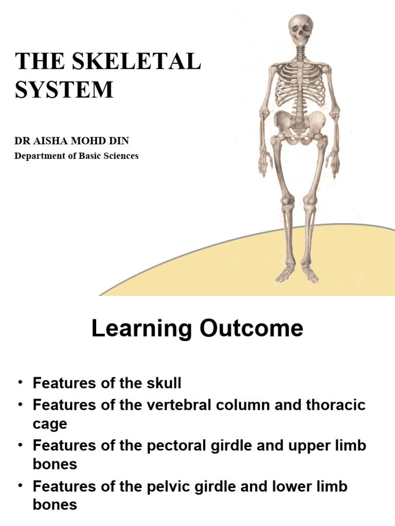3.2 The Skeletal System I | PDF | Vertebra | Vertebral Column