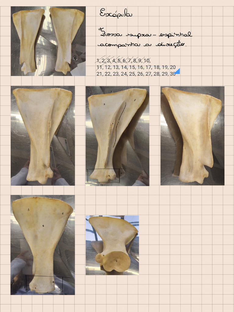 Ossos Dos Membros Torácicos | PDF