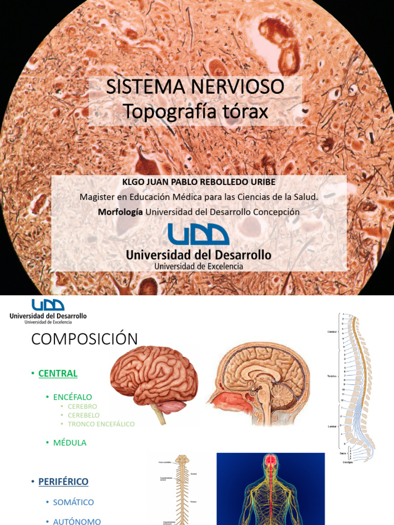 5+TOPOGRAF%C3%8DA+T%C3%93RAX+SISTEMA+NERVIOSO | PDF | Médula espinal | Axon