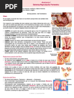 Partes de la Salpinge y Anatomía Asociada | PDF | Ovario | Pelvis